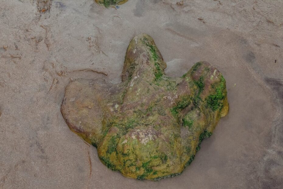 Which one of these Isle of Wight beaches is right for you?