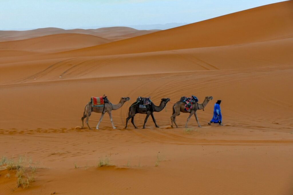 Beyond Sand: 17 Fascinating Sahara Desert Facts That Most People Don’t ...