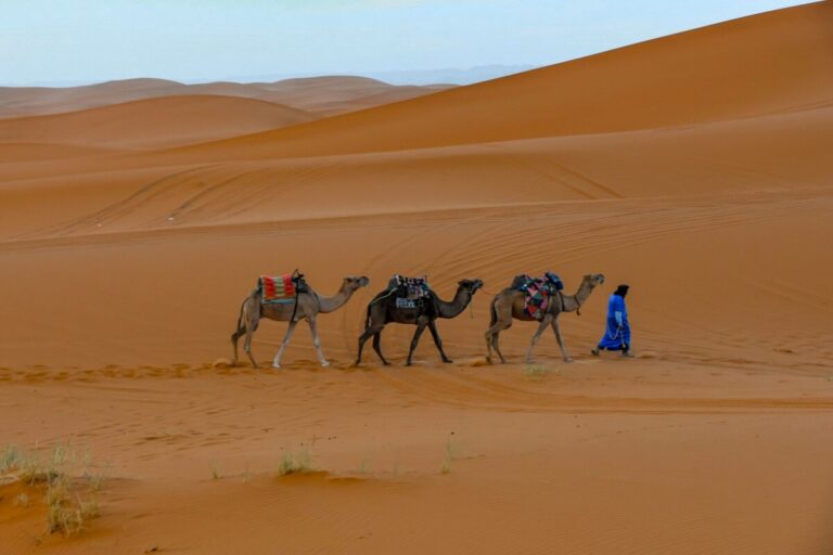 Beyond Sand: 17 Fascinating Sahara Desert Facts That Most People Don’t ...