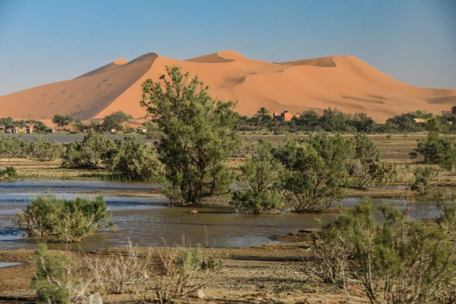 Beyond Sand: 17 Fascinating Sahara Desert Facts That Most People Don’t ...