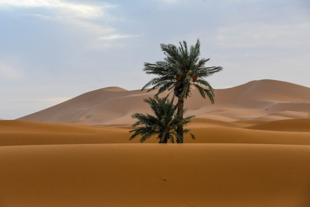 Beyond Sand: 17 Fascinating Sahara Desert Facts That Most People Don’t ...